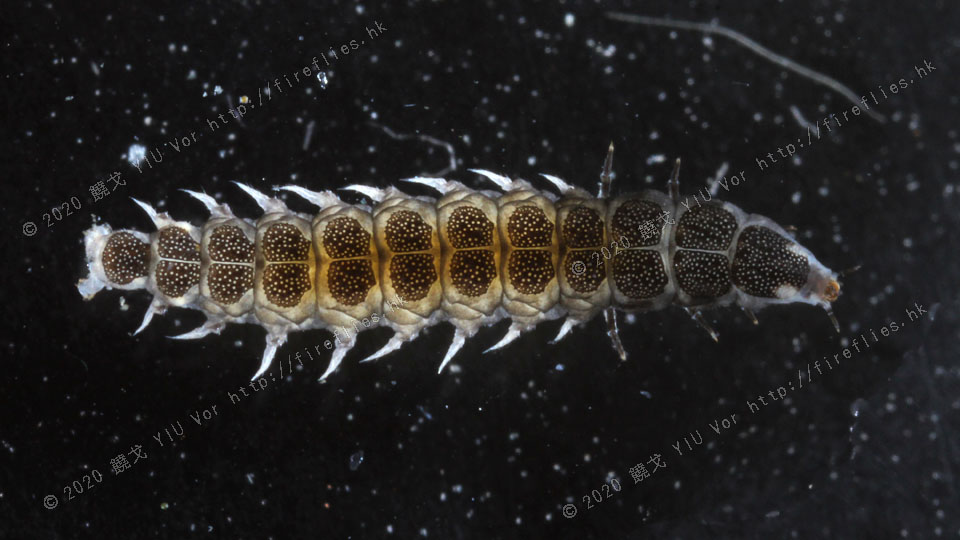 黃緣水螢 Aquatica ficta | 香港螢火蟲 Hong Kong Fireflies