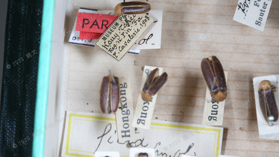 黃緣水螢 Aquatica ficta | 香港螢火蟲 Hong Kong Fireflies