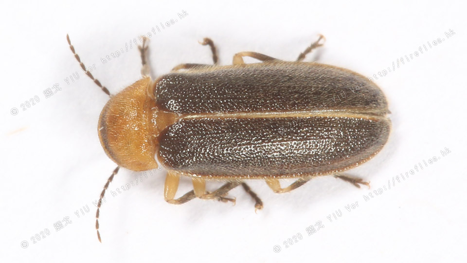 黃緣水螢 Aquatica ficta | 香港螢火蟲 Hong Kong Fireflies