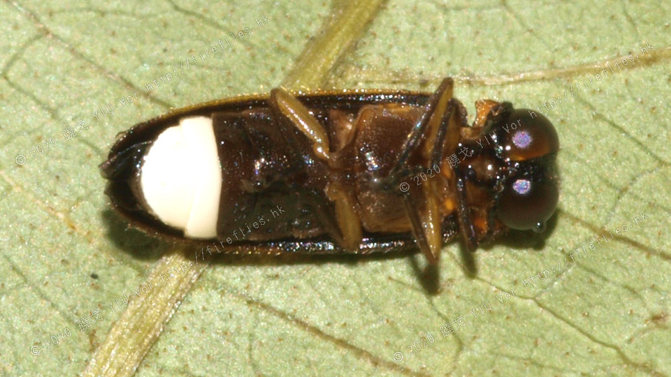 Luciola nr. curtithorax | 香港螢火蟲 Hong Kong Fireflies