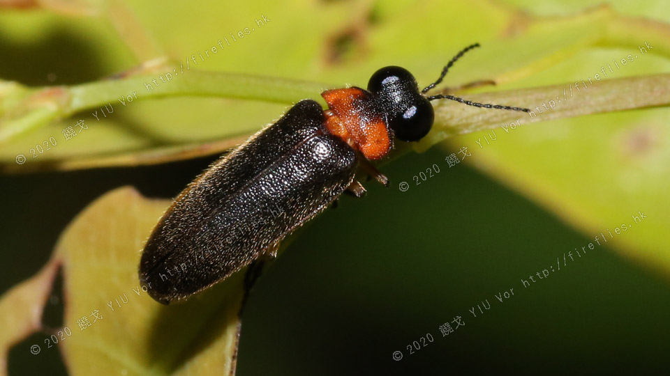 Luciola nr. curtithorax | 香港螢火蟲 Hong Kong Fireflies
