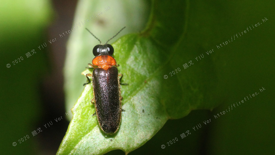 Luciola nr. curtithorax | 香港螢火蟲 Hong Kong Fireflies