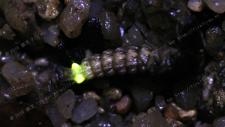 穹宇螢 Pygoluciola qingyu | 香港螢火蟲 Hong Kong Fireflies
