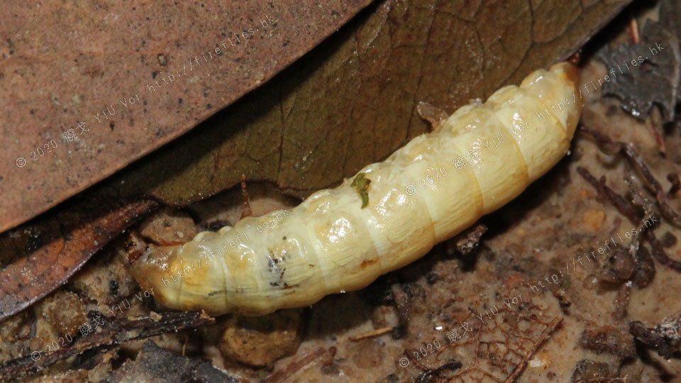 雙色垂鬚螢 Stenocladius bicoloripes | 香港螢火蟲 Hong Kong Fireflies